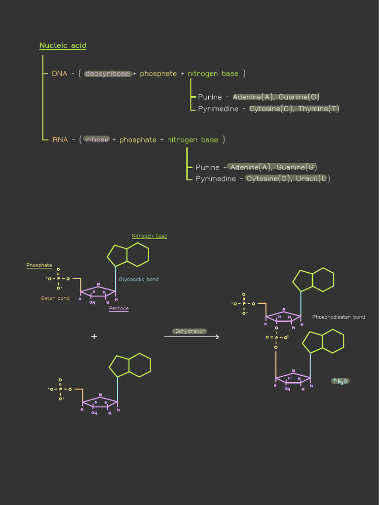 Nucleic Acid | PDF | Nucleic Acids | Biochemistry
