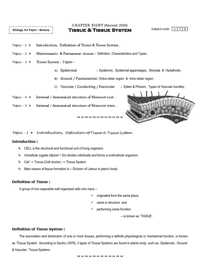 CH 8 Tissue Tissue Ssystem 2022 | PDF | Plant Stem | Tissue (Biology)