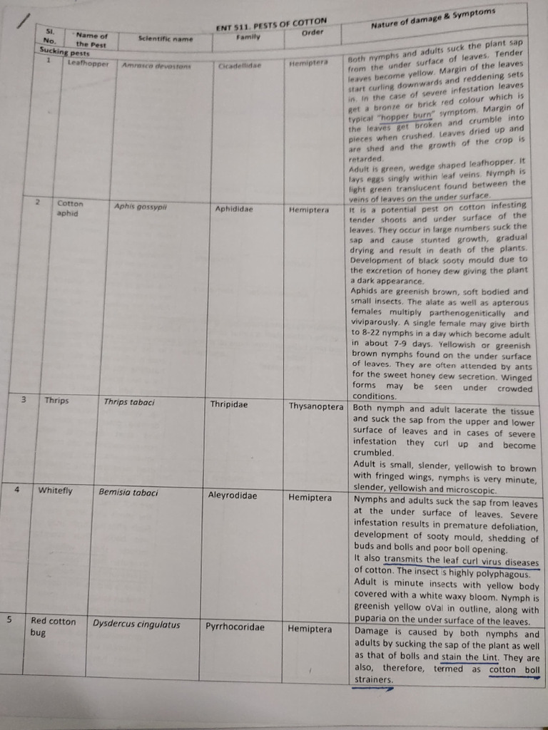 Pest of Cotton Printed Note | PDF | Lepidoptera | Leaf