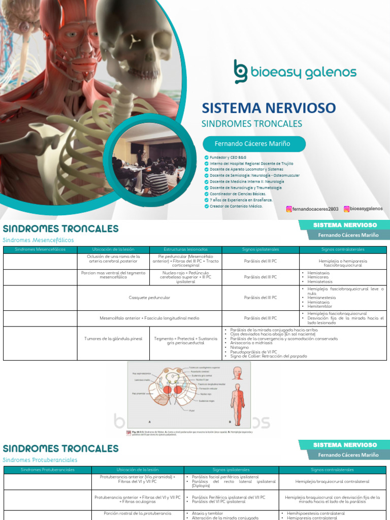 Sindromes Troncales B&G 2025 Fernando Caceres Mariño | PDF | Sistema ...