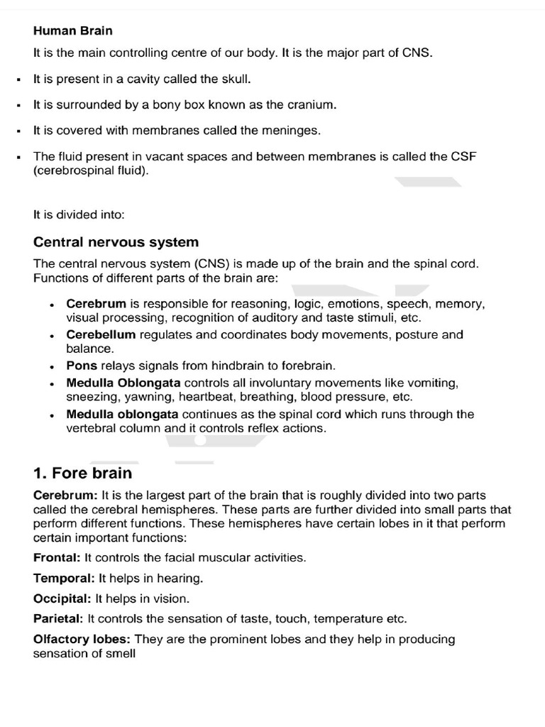 Human Nervous System | PDF