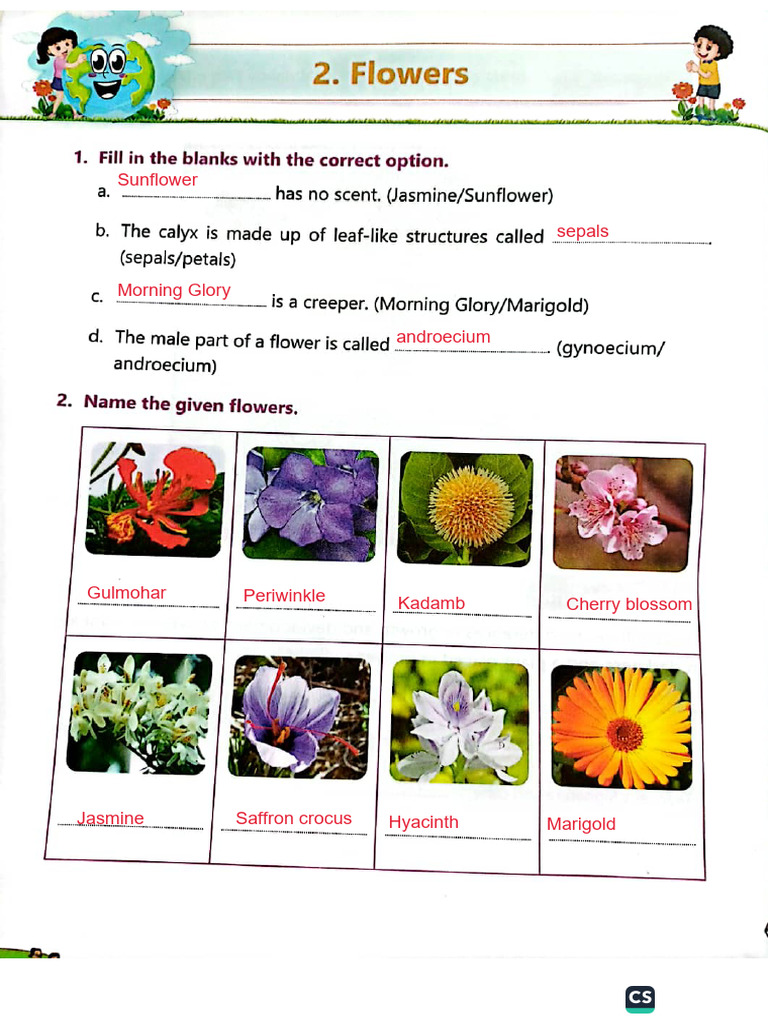 Flowers Workbook Answer Key | PDF
