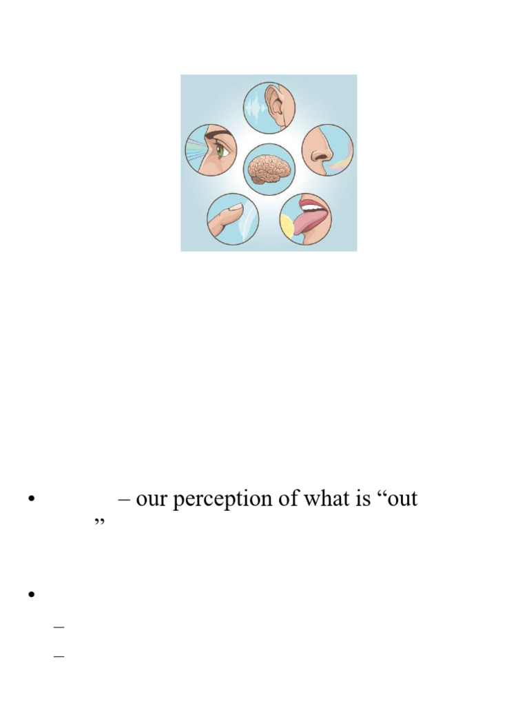 Overview of the Sensory System | PDF | Senses | Ear