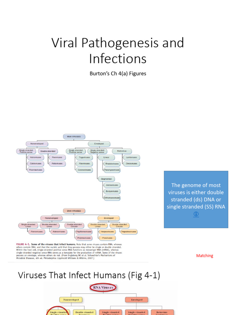 04f Viral Pathogenesis and Infections | PDF | Virus | Bacteriophage
