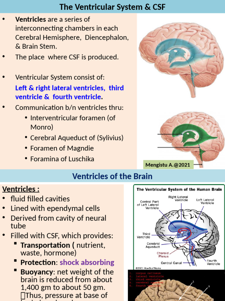 Lecture 4 (The Ventricular System & CSF (New) 2021 | PDF ...