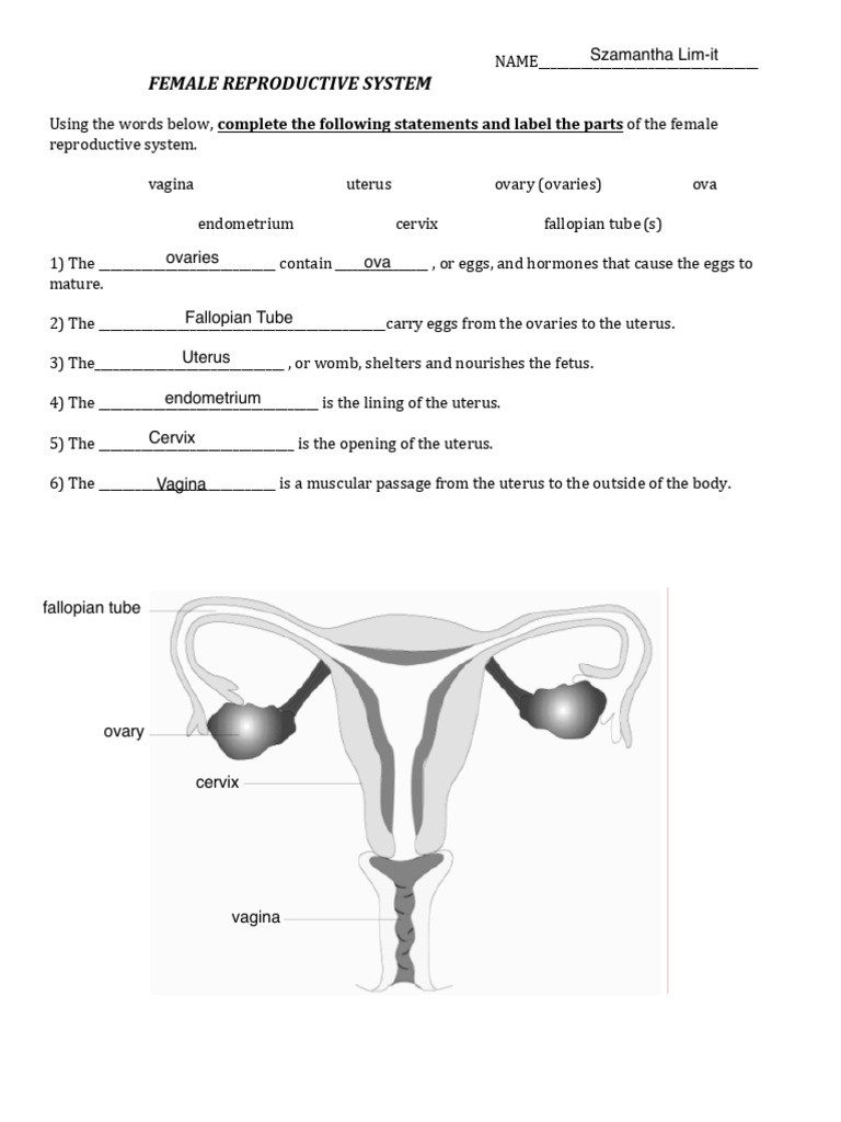 Female and Male Reproductive Systems | PDF | Reproductive System ...