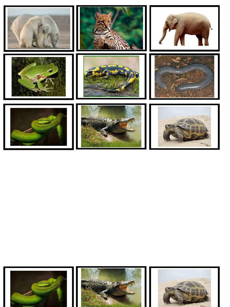 Haiwan | PDF