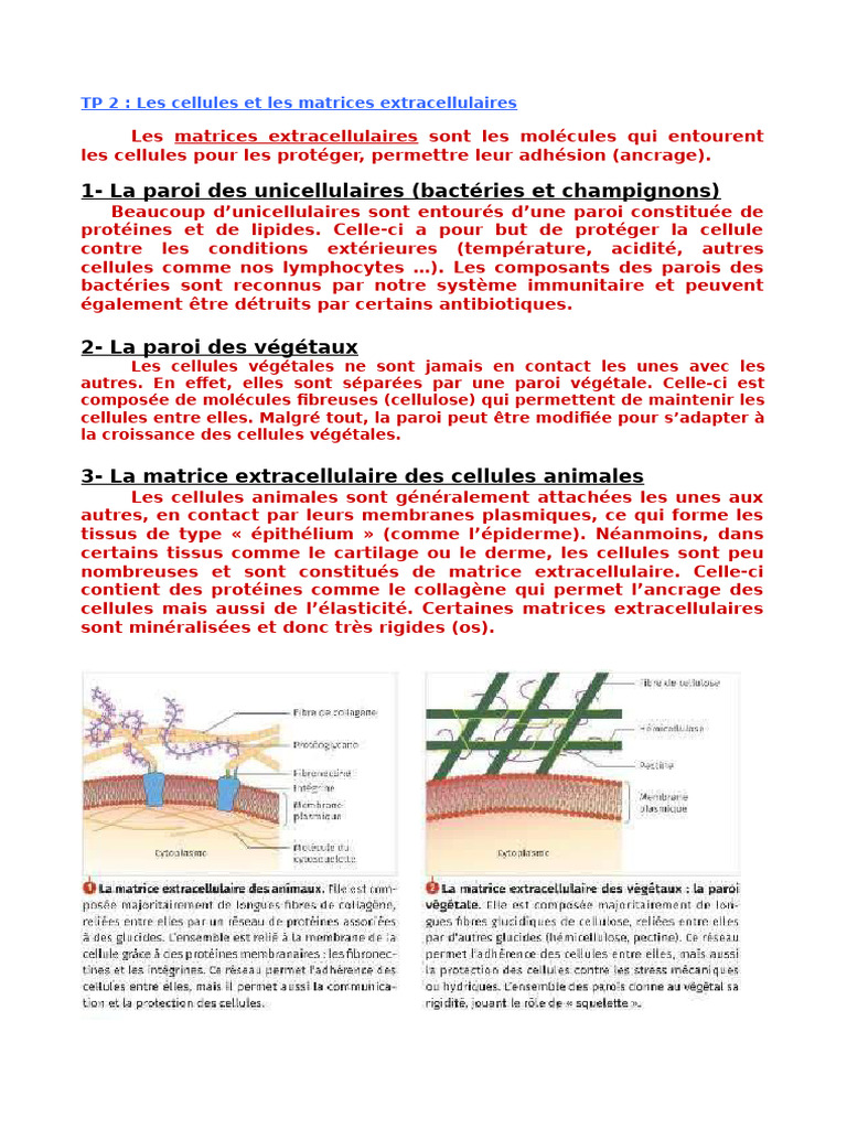 Cellules et Matrices Extracellulaires | PDF