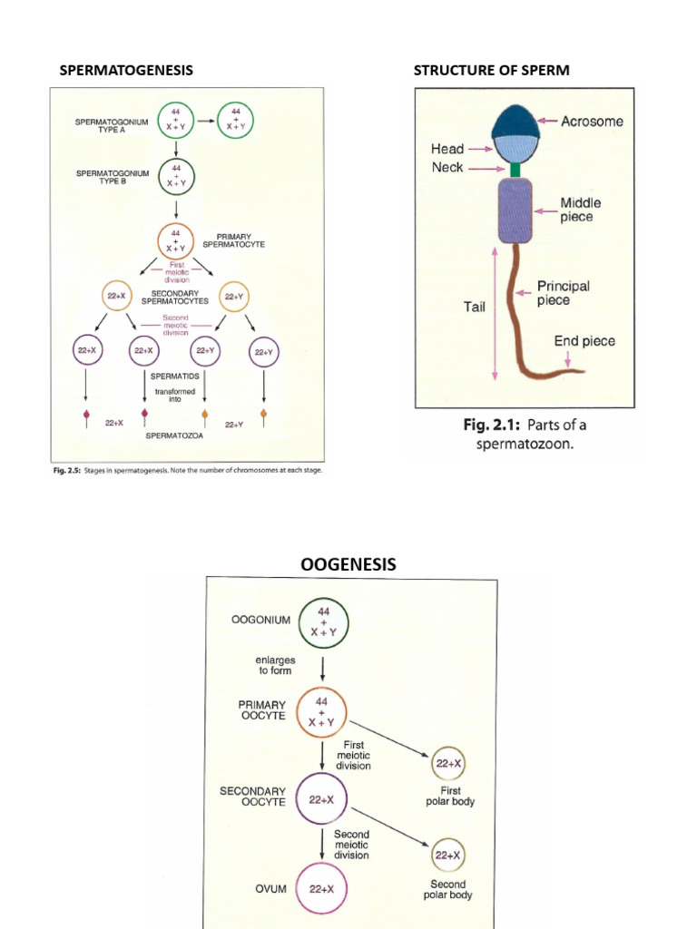 Embryology Charts | PDF