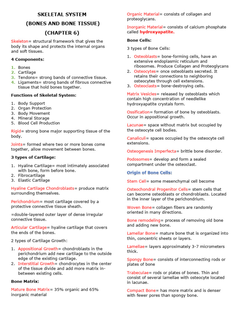 Chapter 6 Skeletal System Pdf Vertebra Skull