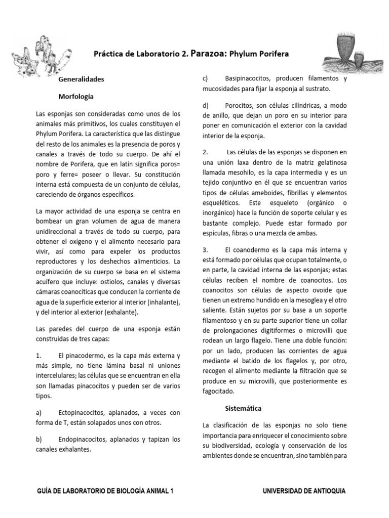 BA1 Guía Práctica 2 Parazoa Phylum Porifera | PDF | Esponja | Biología