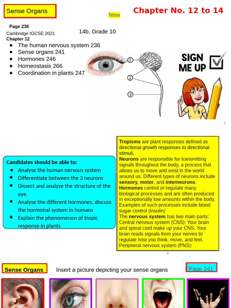Understanding Sense Organs | PDF | Nervous System | Eye
