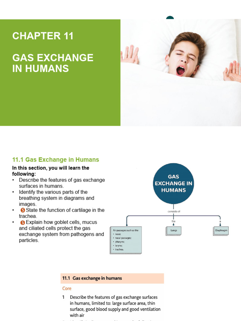 Human Gas Exchange Mechanisms Explained | PDF | Breathing | Exhalation