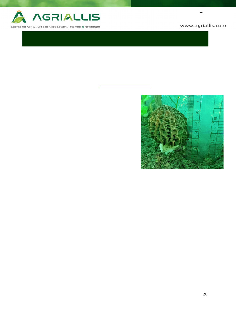 Breakthrough in Domestication of Gucchi Mushroom Morchella SPP in India ...