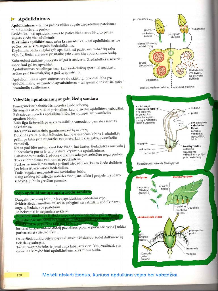 Augalu Ziedai | PDF