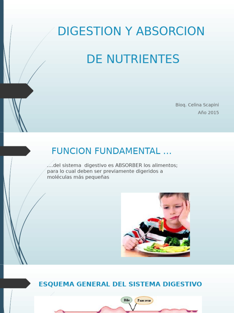 Digestión y Absorción de Nutrientes | PDF | Digestión | Sistema ...