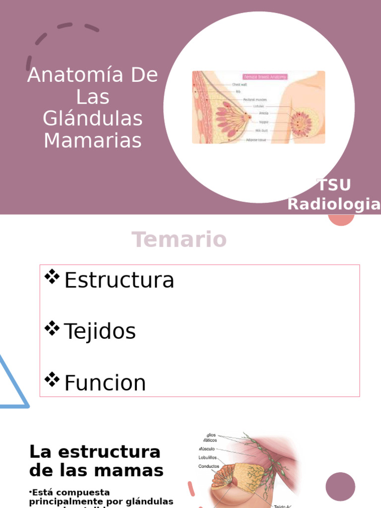 Anatomia de Las Mamas | PDF