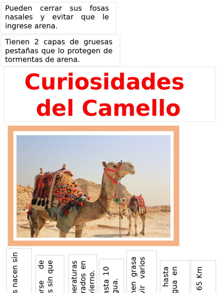 El Camello | PDF