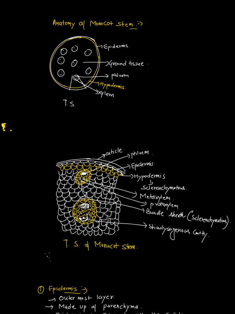 Anatomy of Monocot Stem | PDF