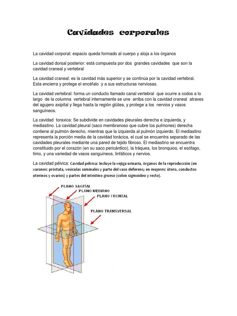 Anatomía de las Cavidades Corporales | PDF | Términos anatómicos de ...