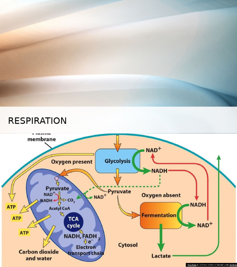 Understanding Aerobic vs. Anaerobic Respiration | PDF