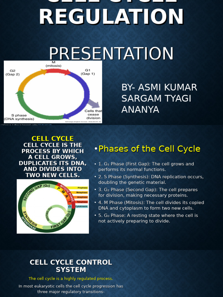 Cell Cycle Regulation | PDF