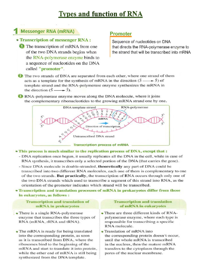 Types of RNA | PDF