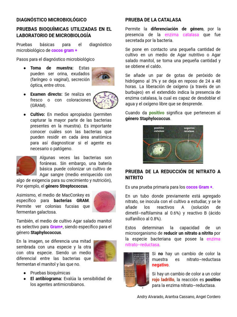 Diagnóstico Microbiológico de Cocos Gram+ | PDF | Estreptococo | Las ...