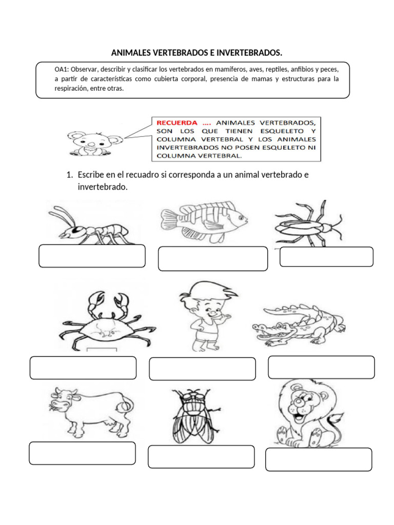 Clasificación de Animales Vertebrados e Invertebrados | PDF