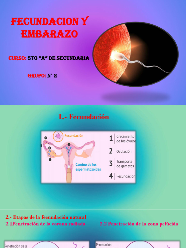 Fecundacion y Embarazo Expo | PDF