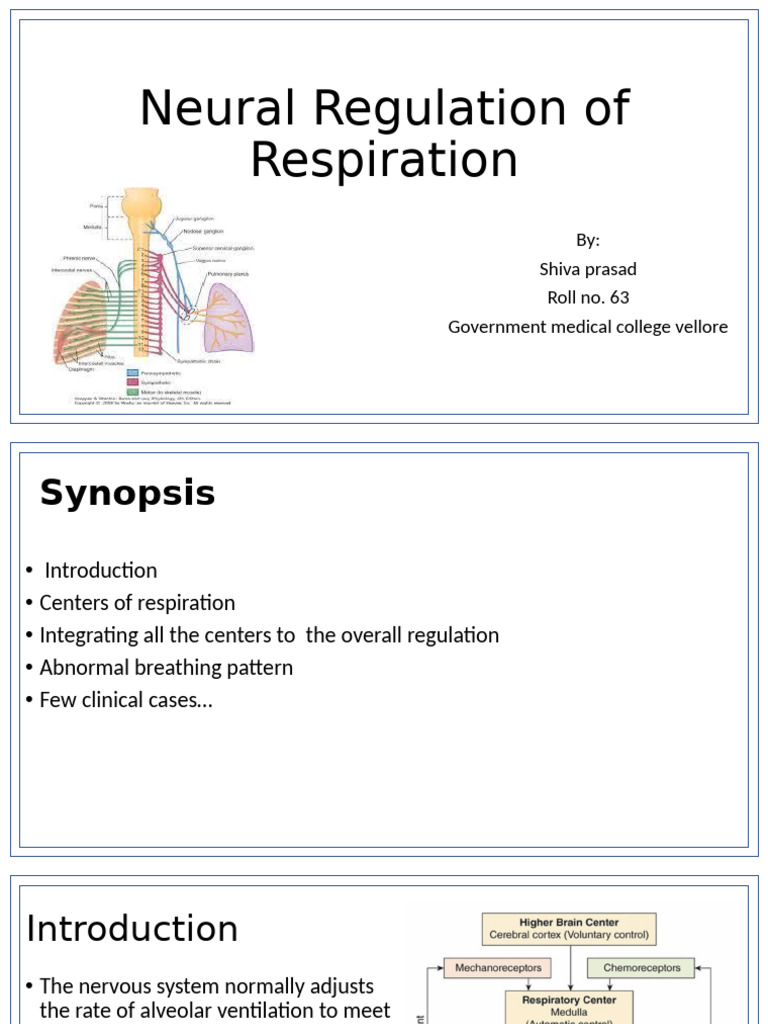 Neural Regulation of Respiration | PDF | Exhalation | Physiology