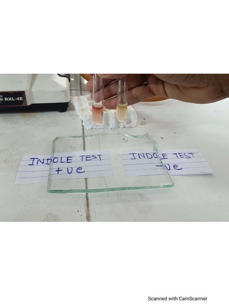 Micro Culture Media, Instrument and Tests 2 | PDF