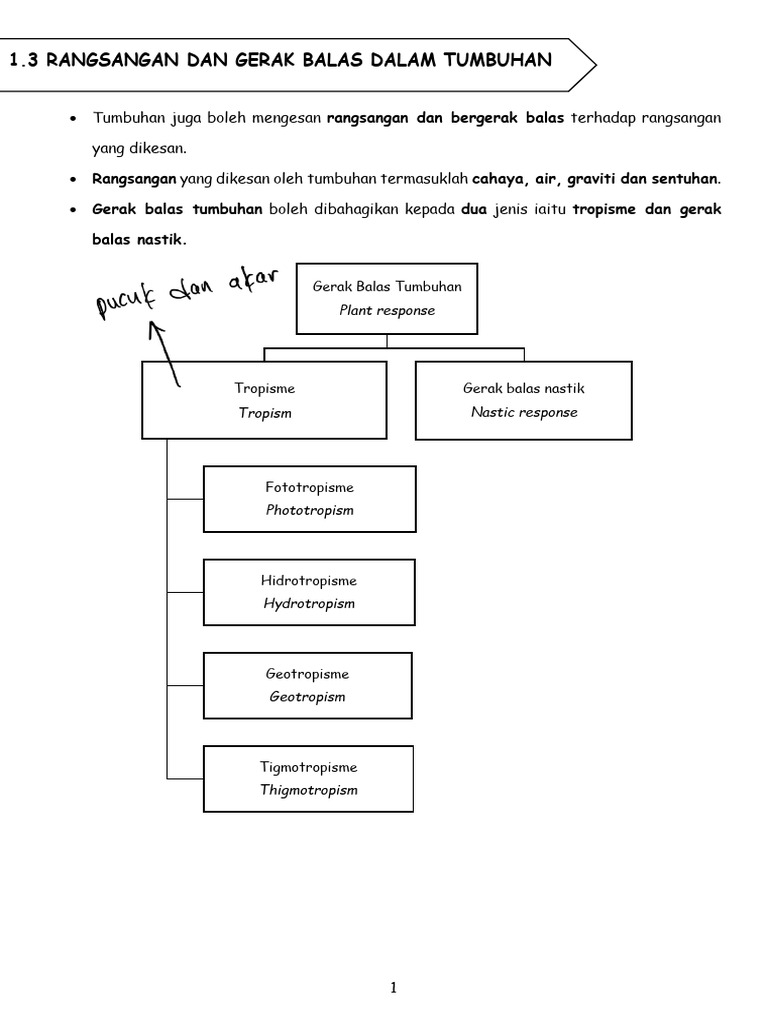 1.3 Rangsangan Dan Gerak Balas Tumbuhan | PDF