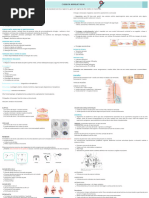Anatomia da Região Inguinal e Canal Inguinal | PDF | Testículo | Anatomia