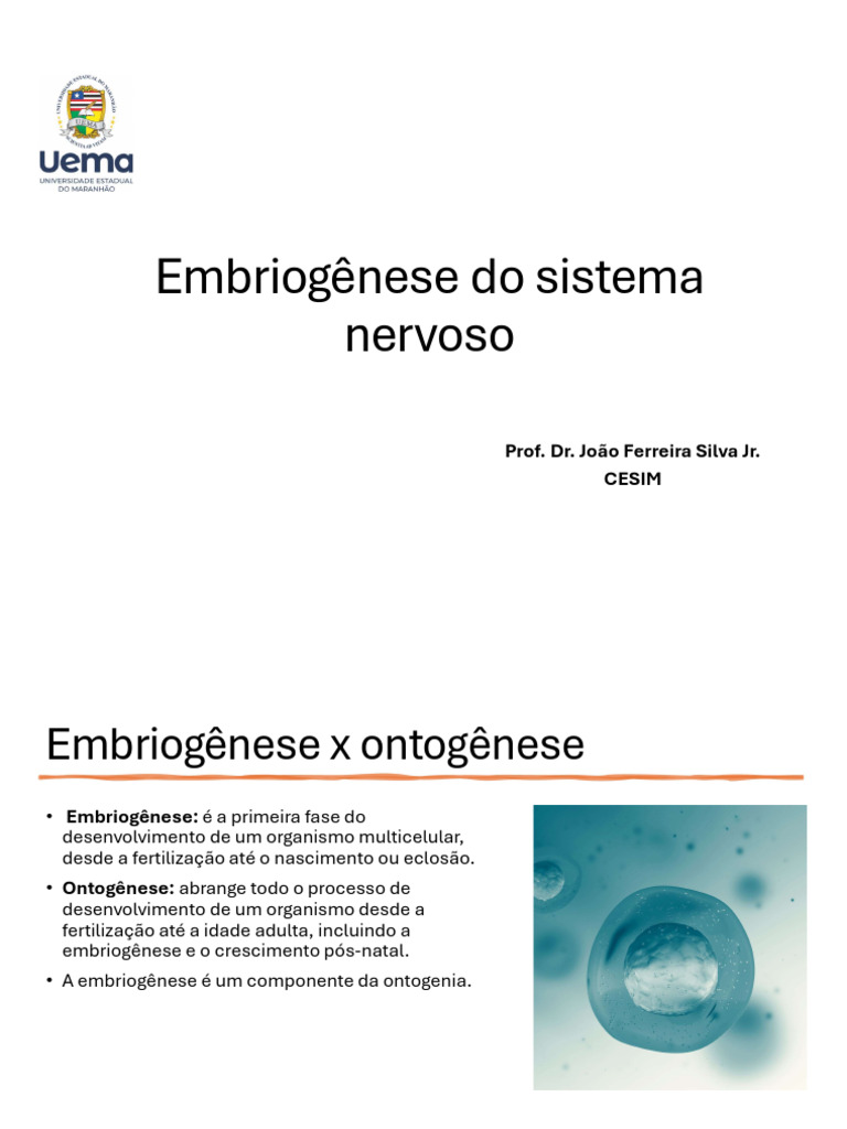 Aula2 Embriogenese Do Sistema Nervoso | PDF | Cérebro | Córtex cerebral
