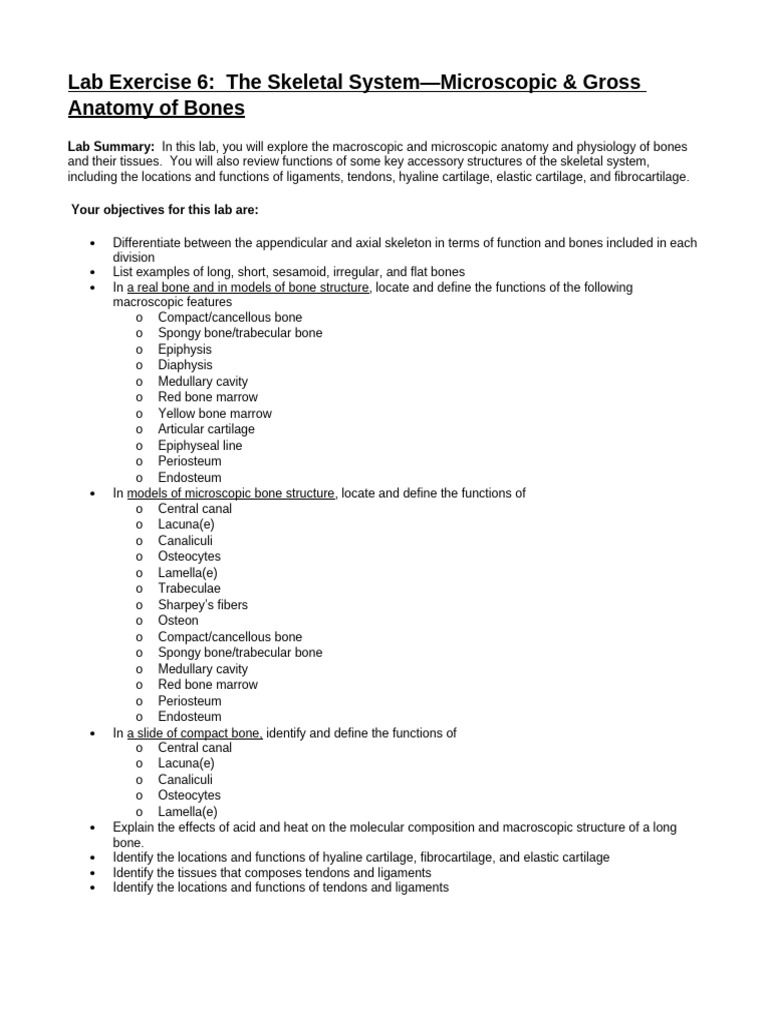 Lab 6-The Skeletal System - Microscopic Gross Anatomy of Bones w0NdZBs ...