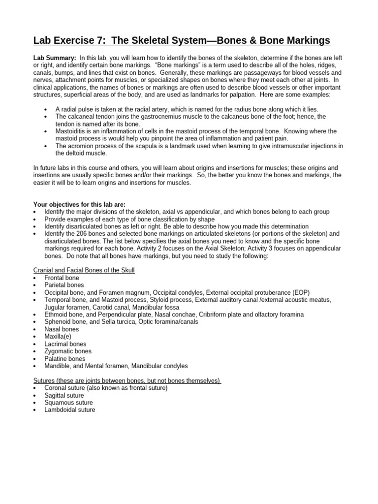 Skeletal System Lab: Bones & Markings | PDF | Vertebra | Skull