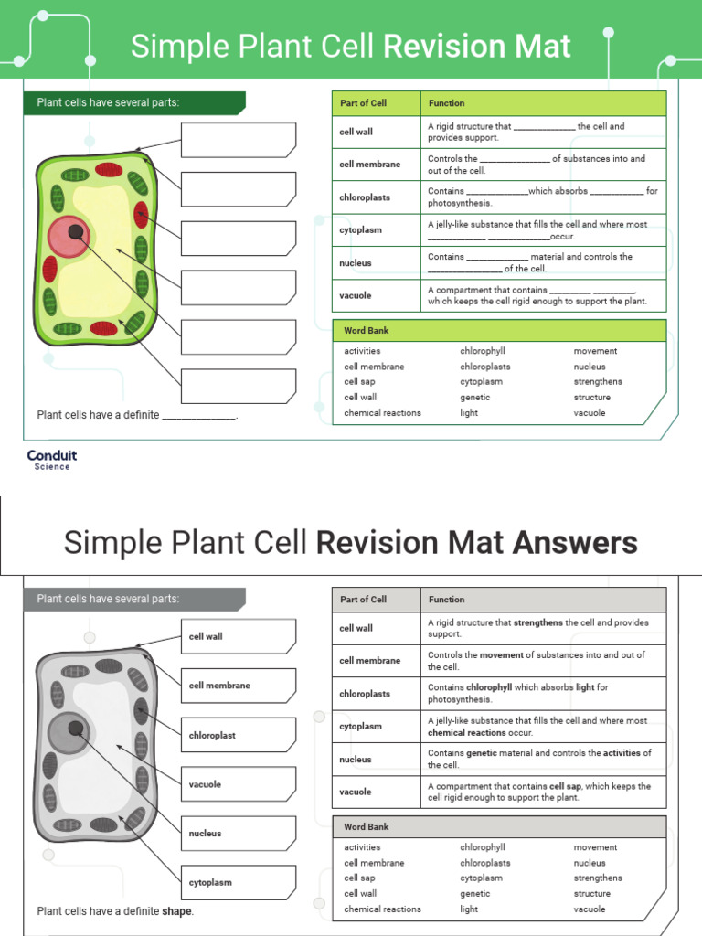 Cfe S 1726060458 Simple Plant Cell Revision Mat Ver 1 | PDF | Cell ...