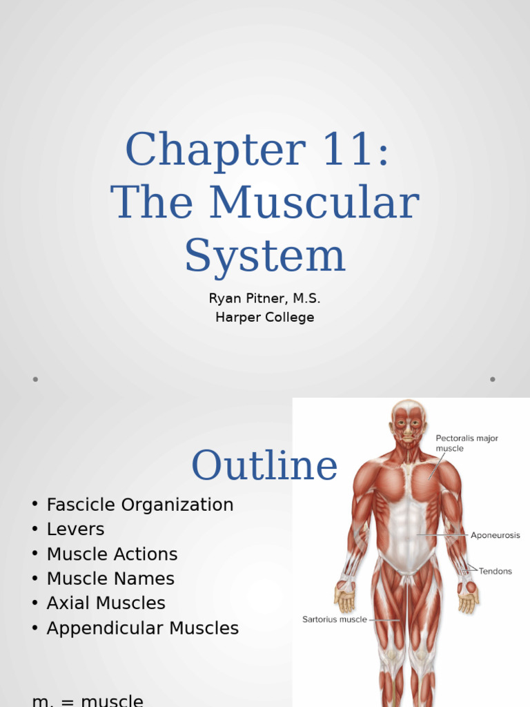 Overview of the Muscular System | PDF | Human Leg | Foot