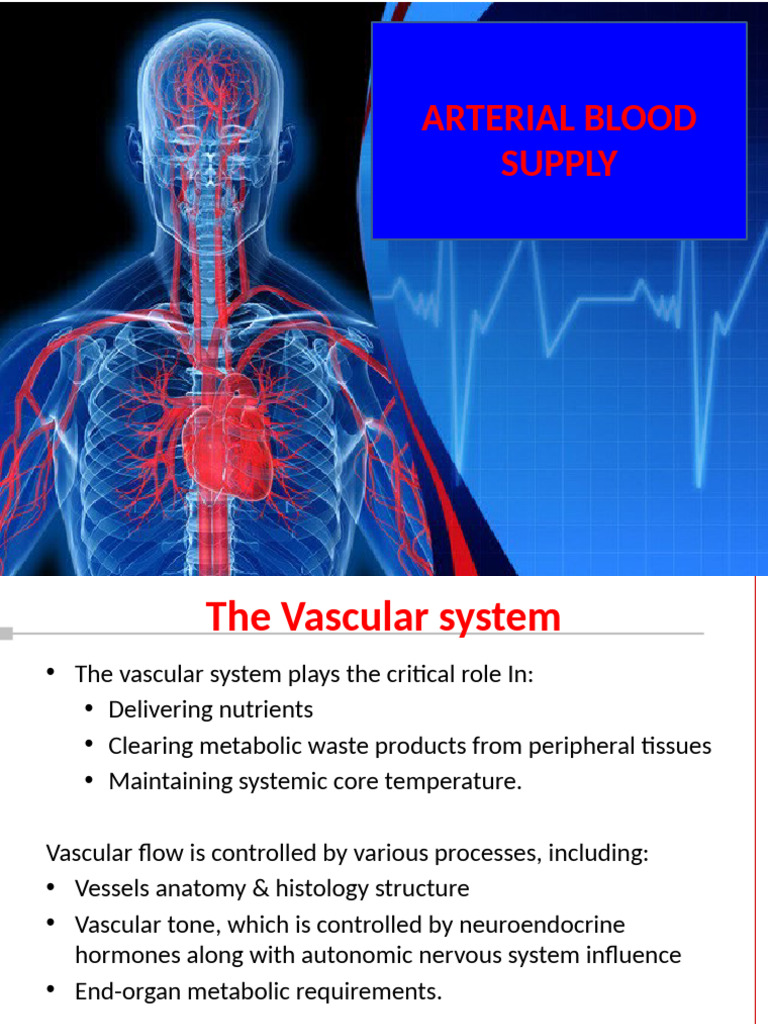 Arterial Blood Supply Angiology | PDF | Circulatory System | Aorta