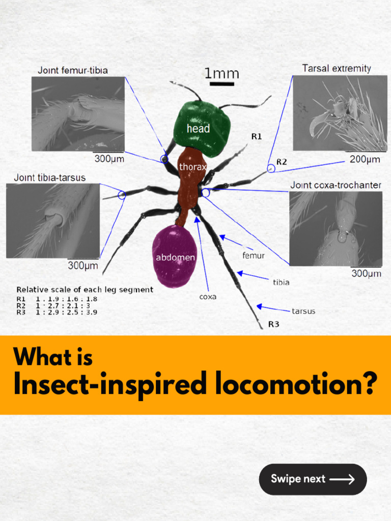 Insect-Inspired Robotics Overview | PDF