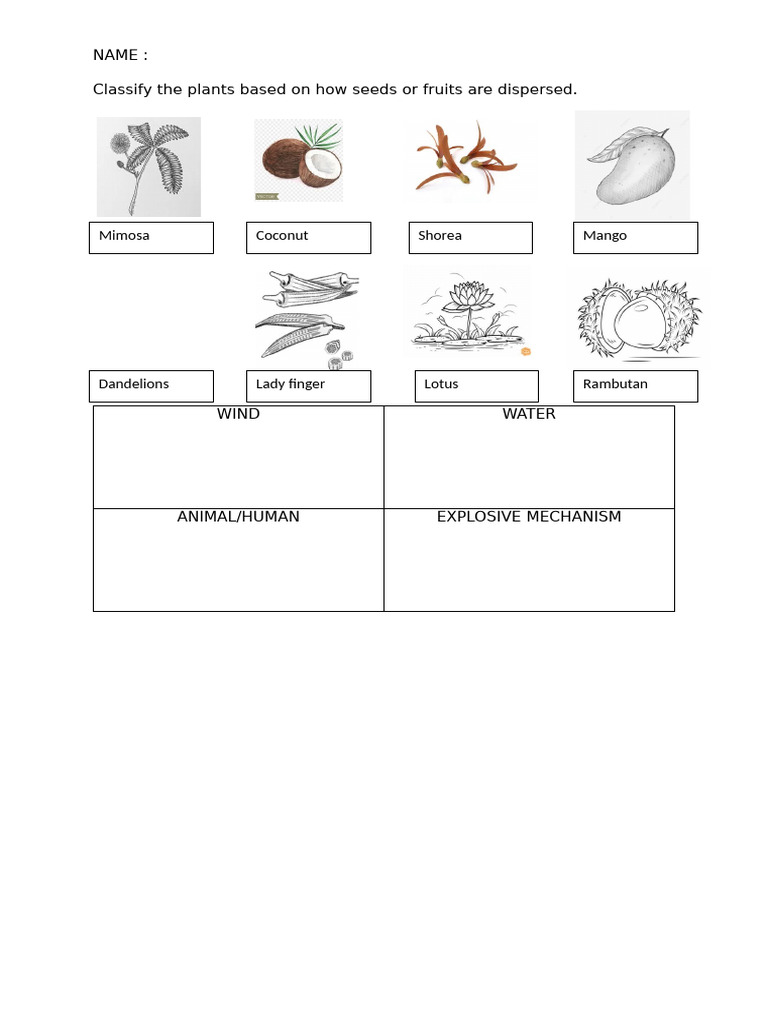 Seed Dispersal Worksheet | PDF