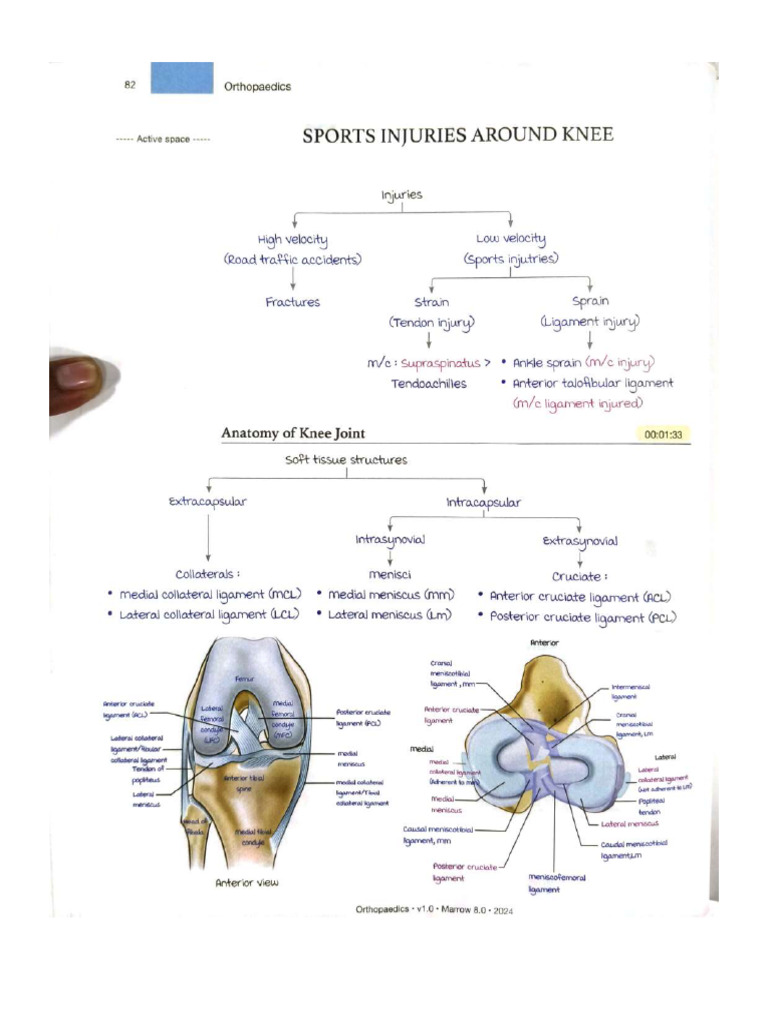 Knee | PDF