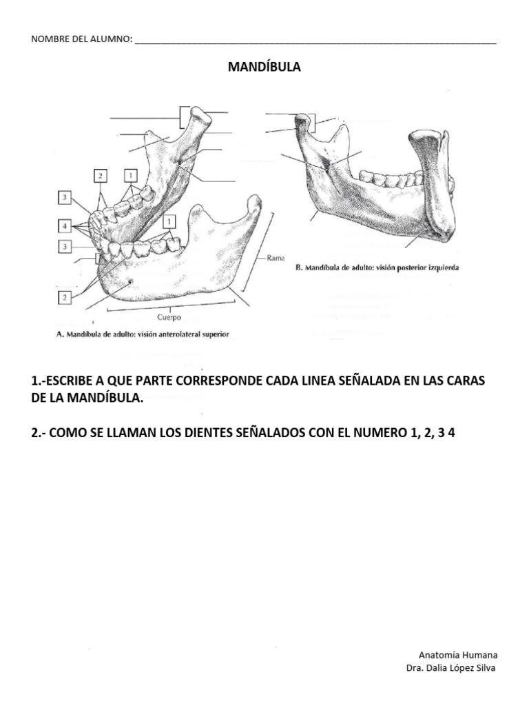 Partes de la Mandíbula y su Anatomía | PDF | Anatomía humana | Sistema ...