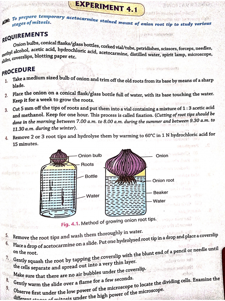 Biology Onion Root Tip | PDF