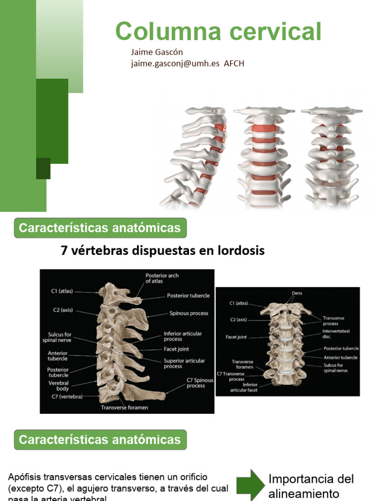 Anatomía y Función de la Columna Cervical | PDF | Vértebra | Sistema ...