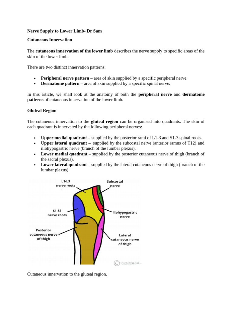 Cutaneous Innervation of the Lower Limb | PDF | Human Leg | Pelvis
