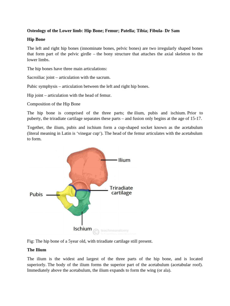 Osteology of The Lower Limb | PDF | Knee | Pelvis