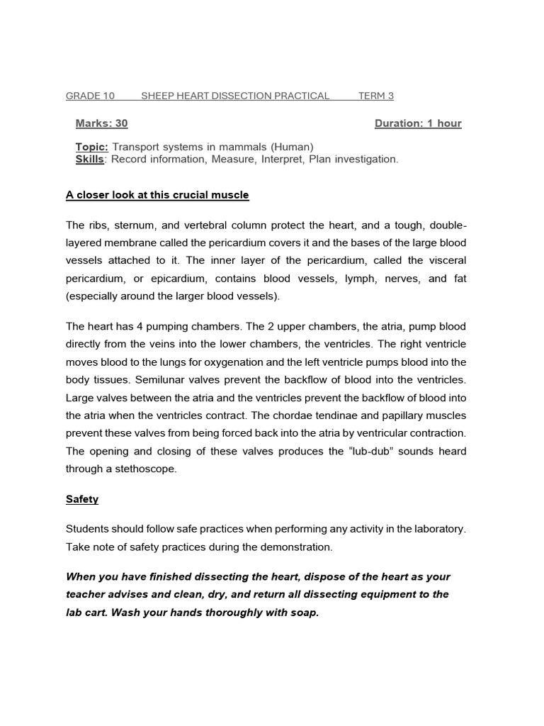 Sheep Heart Dissection Guide | PDF | Heart Valve | Heart