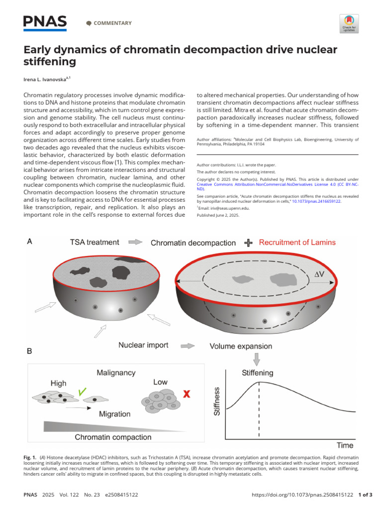 Ivanovska Early Dynamics of Chromatin Decompaction Drive Nuclear ...